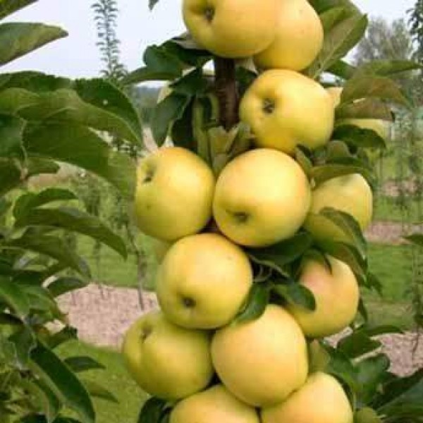 Stubaste Jabuke - Voćni rasadnik Svet Sadnica