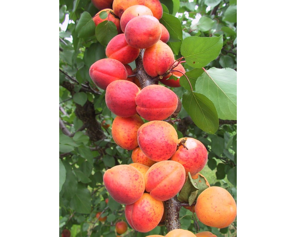 Stubaste Kajsije - Voćni rasadnik Svet Sadnica