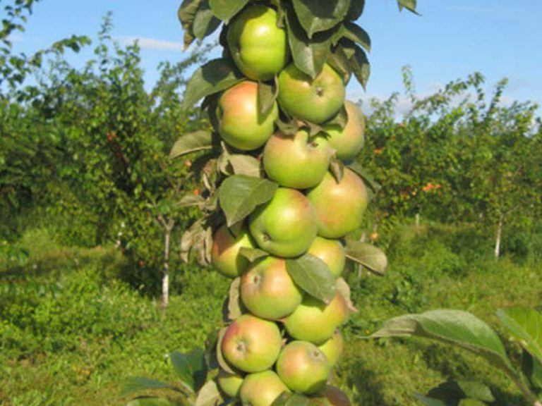 Stubaste Jabuke - Voćni rasadnik Svet Sadnica